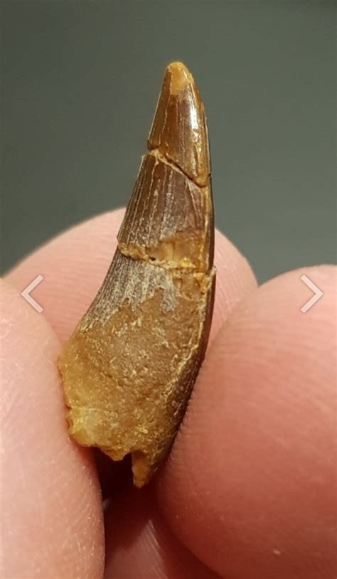 Kem Kem Polycotylid Tooth Fossil Id The Fossil Forum