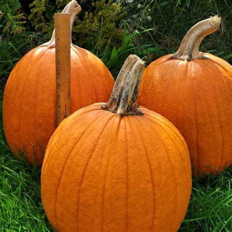 Justify F1 Untreated Pumpkin Seeds Osborne Farm Seeds