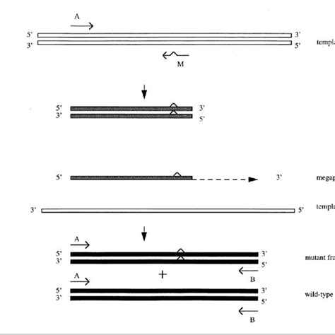 Pdf Simple Version Of “megaprimer” Pcr For Site Directed Mutagenesis