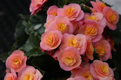400 Free Begonias And Nature Images Pixabay