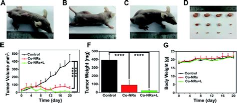Self Assembled Organic Nanorods For Dual Chemo Photodynamic Therapies