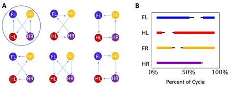 A Possible Leg Patterns Of Quadrupedal Locomotion Salamanders Usually Download Scientific