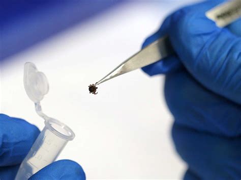 Nieto Lab Tick Testing Browinning