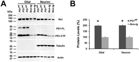 Increase Of C Secretase In Primary Neurons And Non Neuronal Cells