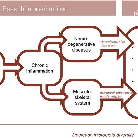 Current Understanding Of The Pathogenesis Of Frailty Syndrome