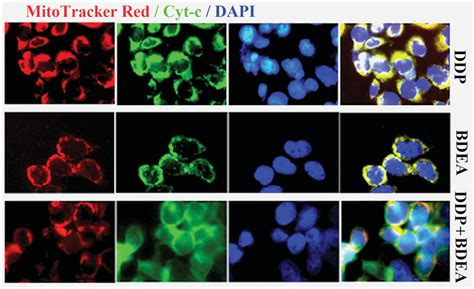 Release Of Cytochrome C From Mitochondria In Sk Ov 3ddp After The