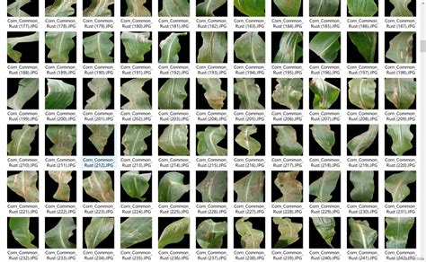 农作物图像识别 Pythonmob6454cc6172e5的技术博客51cto博客