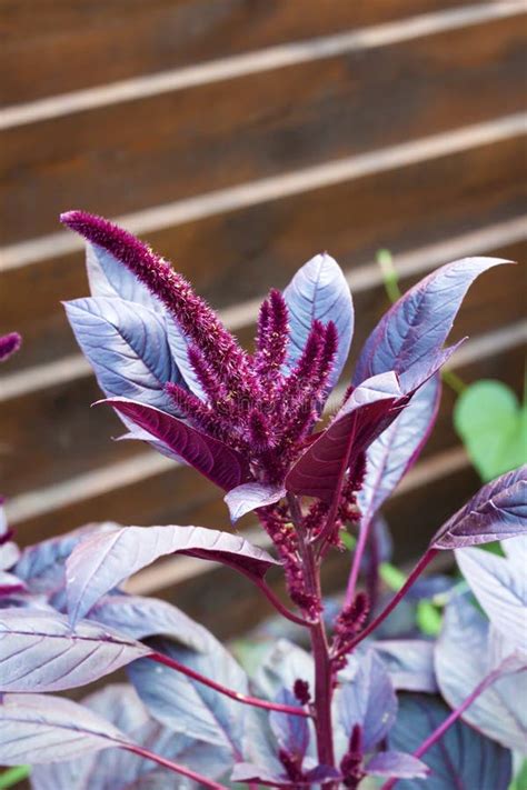 Red Amaranth Amaranthus Cruentus Inflorescence Stock Image Image Of Amaranthus Purple 78437889