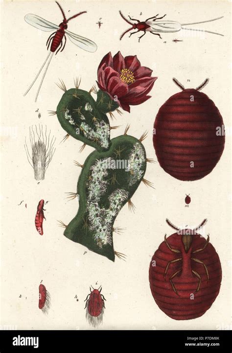 Cochineal Beetle Dactylopius Coccus Coccus Cacti On A Prickly Pear