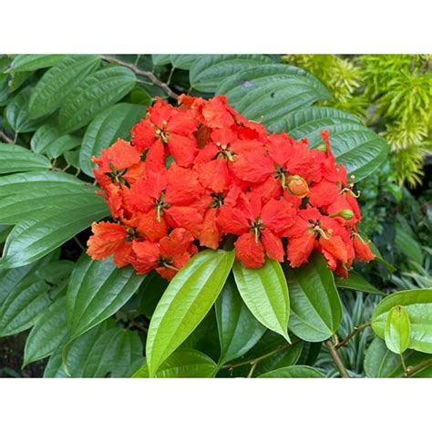 Jual Tanaman Bunga Bahunia Bauhinia Coccinea Shopee Indonesia