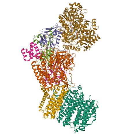 Rcsb Pdb 7z0t Structure Of The Escherichia Coli Formate Hydrogenlyase Complex Aerobic