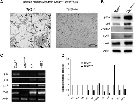 isolated tet2 þ þ and tet2 lox lox melanocytes show different