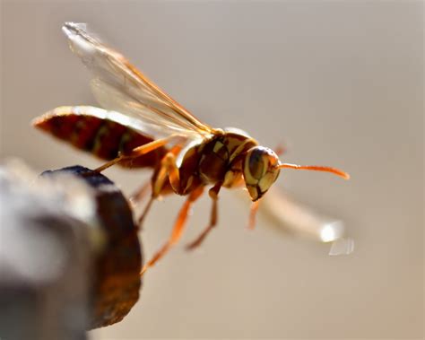 The Executioner Wasp A Living Nightmare Daily Science Journal