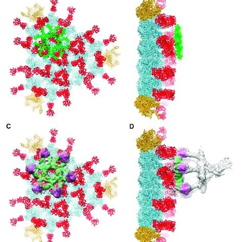 Model For Binding Of Complement C1 Complex To A Facet Of Hadv C5 A Download Scientific