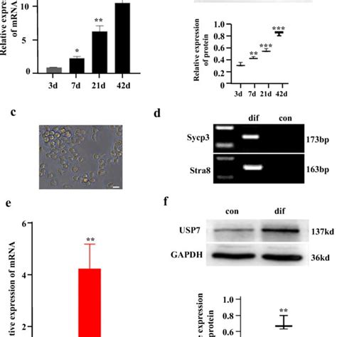 Characteristics Of Female Germline Stem Cells A Representative Download Scientific Diagram