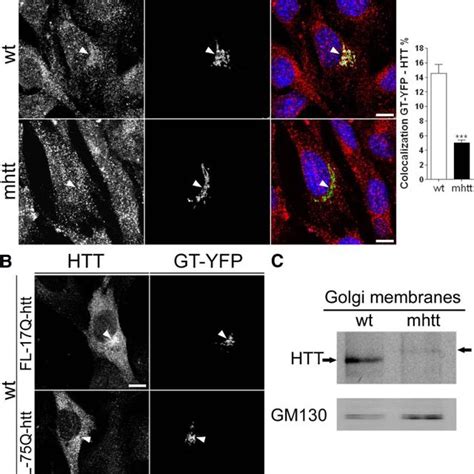 Mhtt Cells Showed Reduced Protein Levels And Localization Of Mhtt In Download Scientific