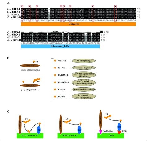 Ubiquitin Pathway Compounds And Functions A Sequence Alignment Of Download Scientific