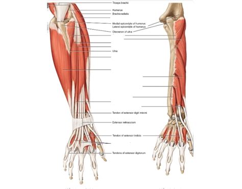 Muscles Flexors And Extensors Of The Forearm Quiz