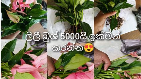 මල් එක්ක හා පැල එක්ක ලස්සන බුශ් ඔනිද 0764090776 Youtube