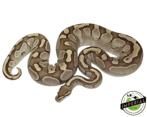 Lesser Ball Python