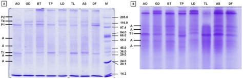 A Reducing 10 SDS PAGE 10 µg protein per lane B Reducing 20 Download Scientific Diagram
