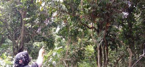 Petani Di Lahat Mulai Panen Buah Duku Harga Mulai Rp Ribu Per KG KordaNews
