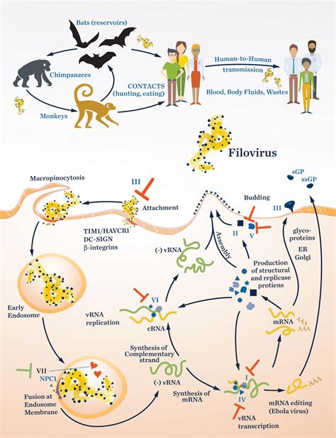 Filovirus Life Cycle Image Eurekalert Science News Releases