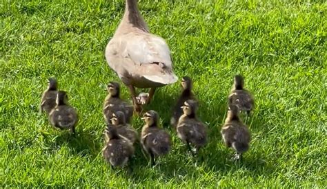 Back View Of A Mother Duck And Its Ducklings Walking On Green Grass Free Stock Video Footage