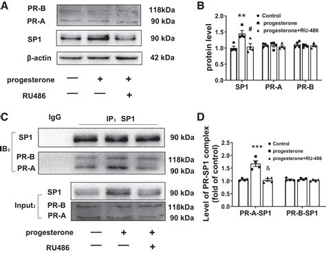 Progesterone Promotes Endothelial Nitric Oxide Synthase Expression Through Enhancing Nuclear