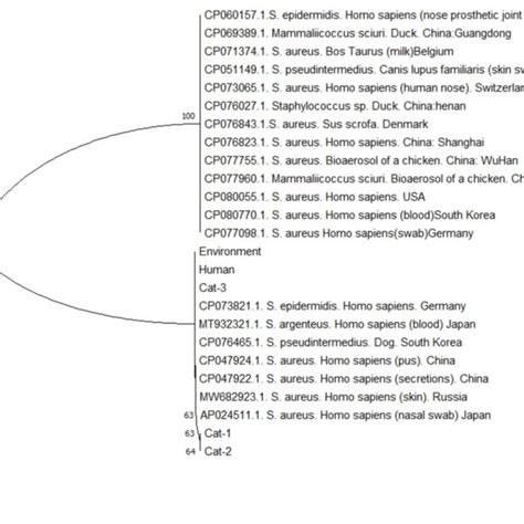 Phylogenetic Tree Of Staphylococcus Aureus Meca Gene Download Scientific Diagram