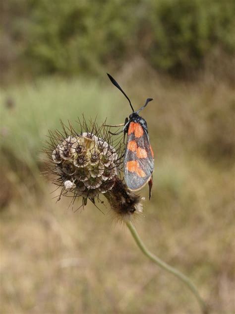 Moth With Tick Free Photo Download Freeimages