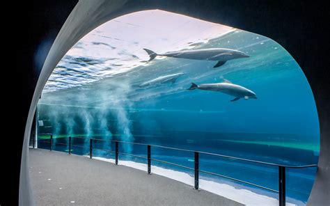 Genoa Aquarium Dolphins Acquario Di Genova Europe Italy Fun For The
