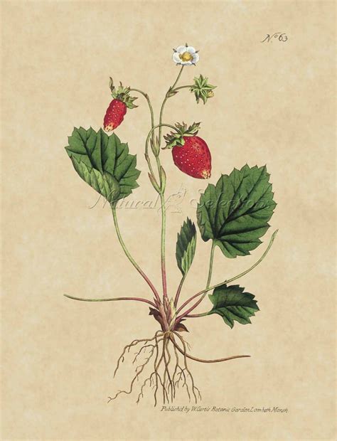 Wild Strawberry Drawings
