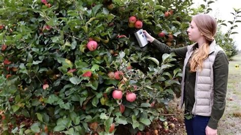 Advances In Non Destructive Apple Quality Prediction