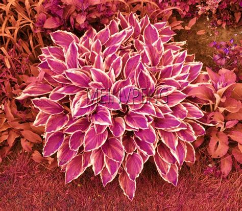 Splash Of Pink Page 43 Xnxx Adult Forum