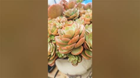 양남무지개다육 01036806899 수연군생 판매합니다 Youtube