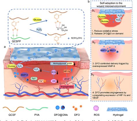 Figure 1 From Wound Microenvironment Self Adaptive Hydrogel With