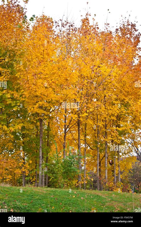 Orange Fall Trees Hi Res Stock Photography And Images Alamy