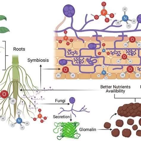 Regulation Of Nutrients And Water By Arbuscular Mycorrhizal Fungi Amf