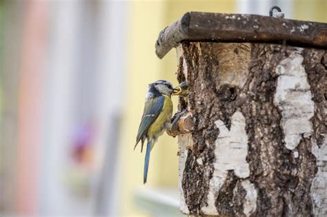 Beakybites Crested Tit Bird Facts