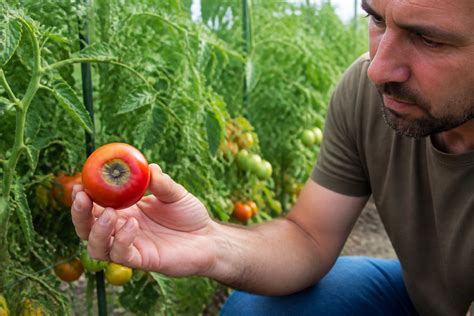 Cul Noir De La Tomate Causes Prévention Et Solutions Au Potager