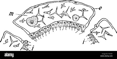 Skeleton Of Sponge Is The Only Skeleton In Soft Sponges That Encrust