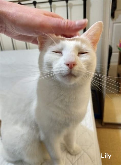 Jigsaw Puzzle Lily Storyboard Of Lily Got Head Rubs Pieces Jigidi