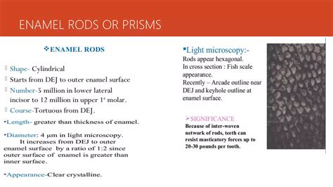 Tooth Components Enamel Pptx