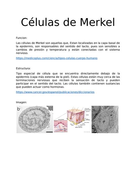 Células De Merkel Apuntes 2 Células De Merkel Funcion Las Células De Merkel Son Aquellas