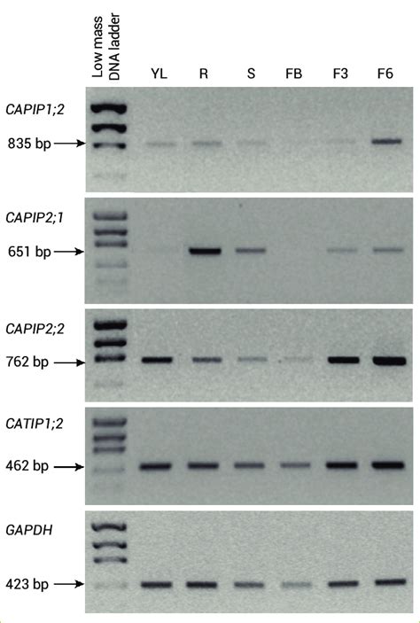 Expression Patterns Of Pip And Tip Genes In Various Organs Of A Coffee