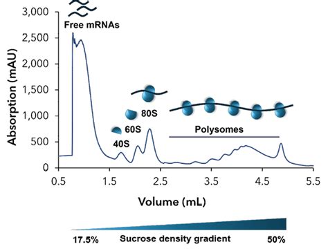 Reliable Polysome Profiling With Fplc