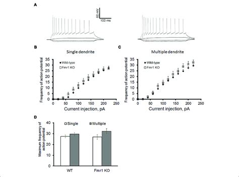 Action Potential Firing Pattern Of Granule Cells A Representative