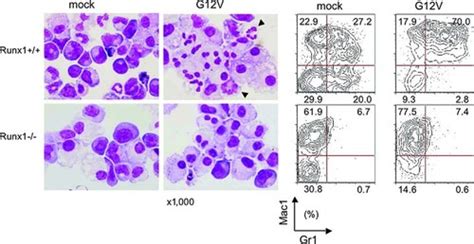 Runx1 Protects Hematopoietic Stem Progenitor Cells From Oncogenic Insult Motoda 2007 Stem