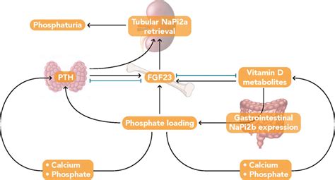 Phosphate Homeostasis In Healthy Individuals1819 Phosphate Loading